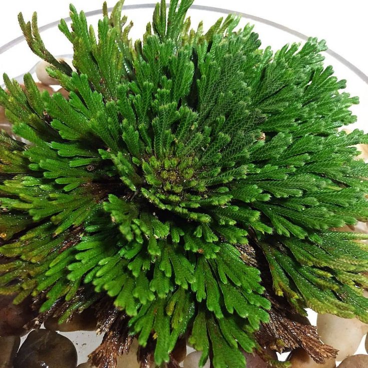 Dive Into The Spiritual Plant World: Full Rose of Jericho Care Guide