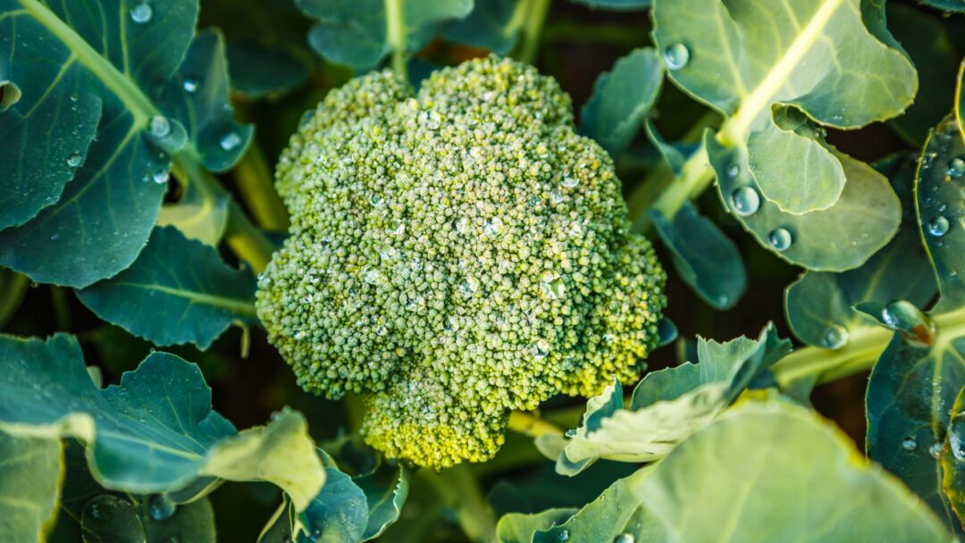 A List Of Shallow Rooted Plants And Tips For Growing Them