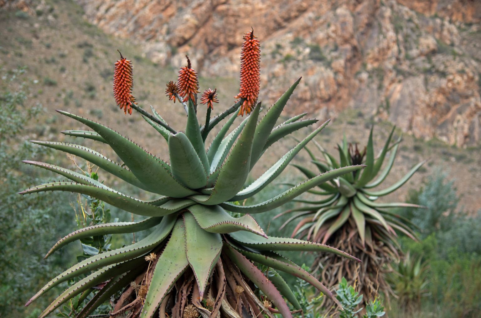 Aloe Ferox vs Aloe Vera: 4 Useful Ways To Tell Them Apart