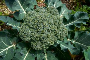 A List Of Shallow Rooted Plants And Tips For Growing Them