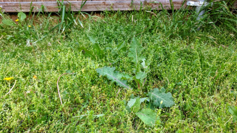 Different Types Of Stickers In Grass & How To Get Rid Of Them