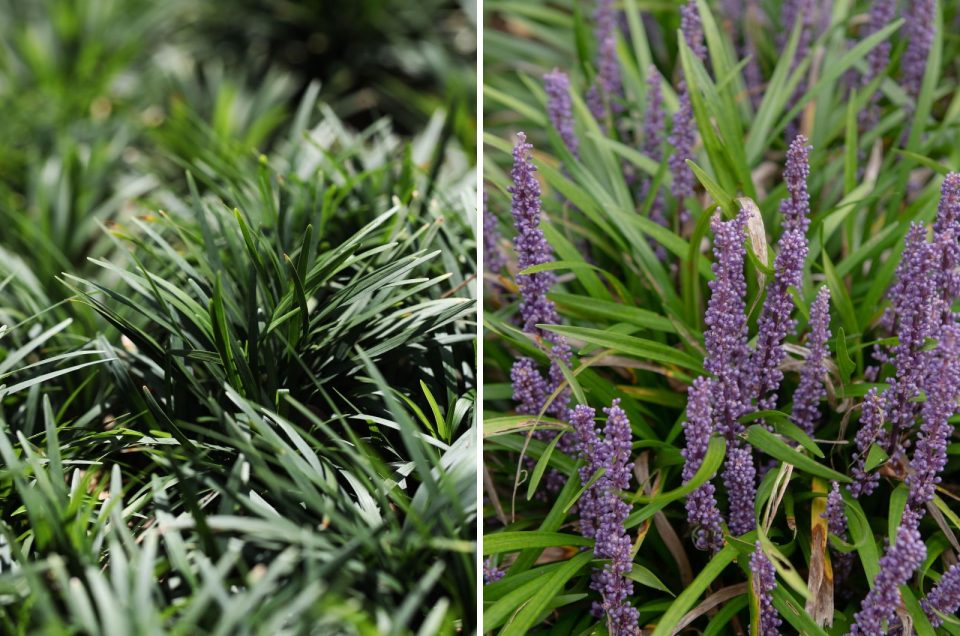 Monkey Grass vs Mondo Grass: 4 Ways To Tell Difference