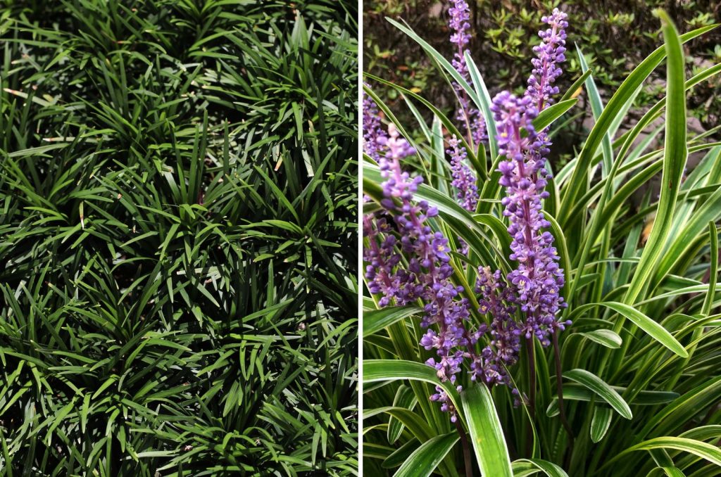 Monkey Grass vs Mondo Grass: 4 Ways To Tell Difference