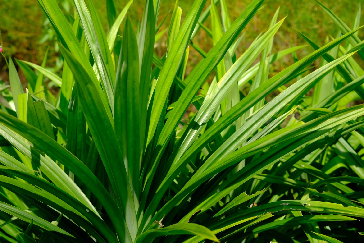 A List Of Plants Similar To Spider Plant (+Growing Tips)