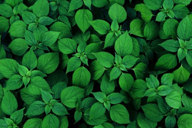 A List Of Shallow Rooted Plants And Tips For Growing Them