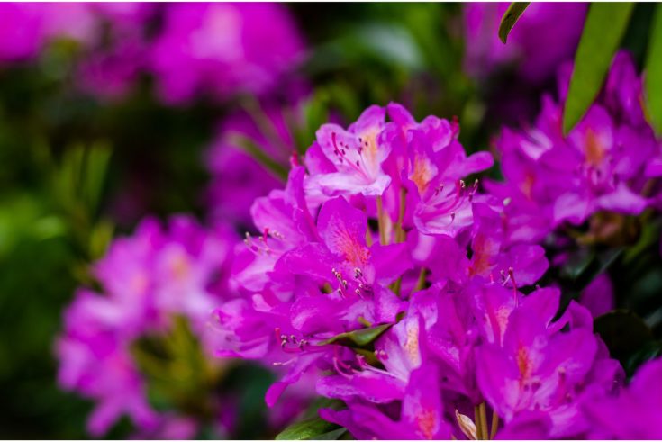 A List Of Shallow Rooted Plants And Tips For Growing Them