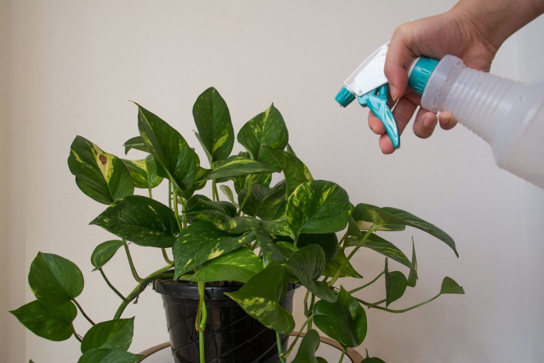 Symptoms Of An Overwatered Pothos And How To Save It