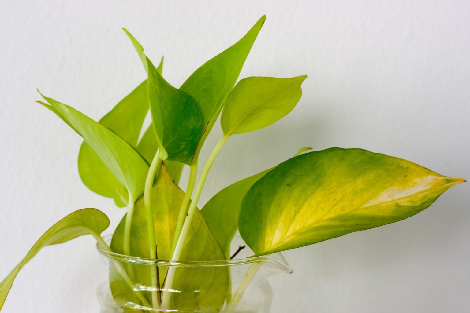 Symptoms Of An Overwatered Pothos And How To Save It