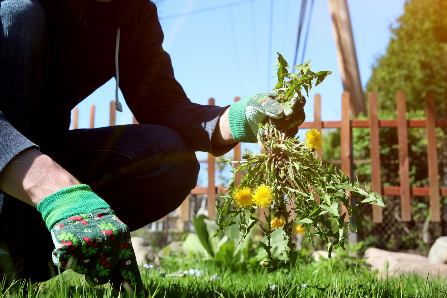 Different Types Of Stickers In Grass & How To Get Rid Of Them
