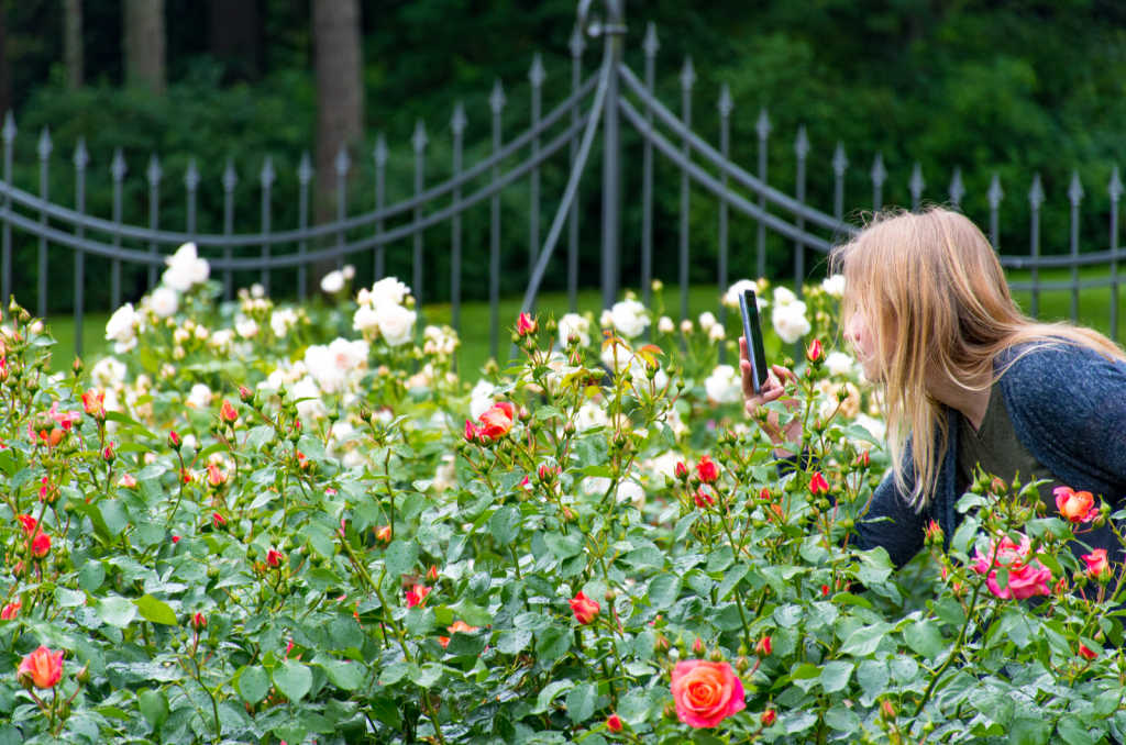 Best Rose Quotes For Instagram + Rose And Flower Captions