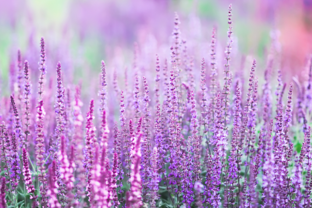 Russian Sage vs Lavender: 9 Helpful Ways To Tell Them Apart