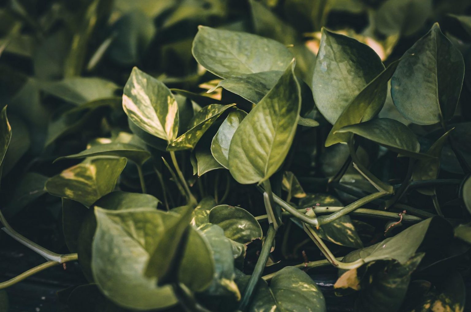 Signs Of An Underwatered Pothos And How To Save It