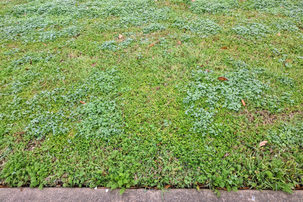 Different Types Of Stickers In Grass & How To Get Rid Of Them