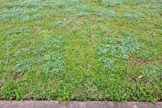 Different Types Of Stickers In Grass & How To Get Rid Of Them