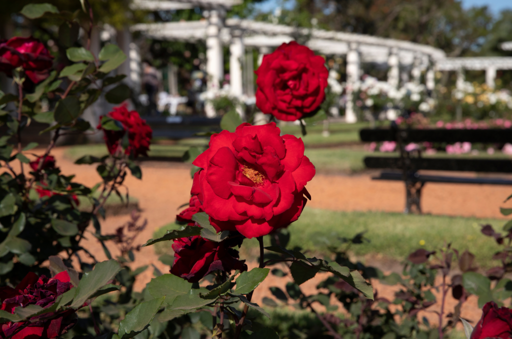 Best Rose Quotes For Instagram + Rose And Flower Captions