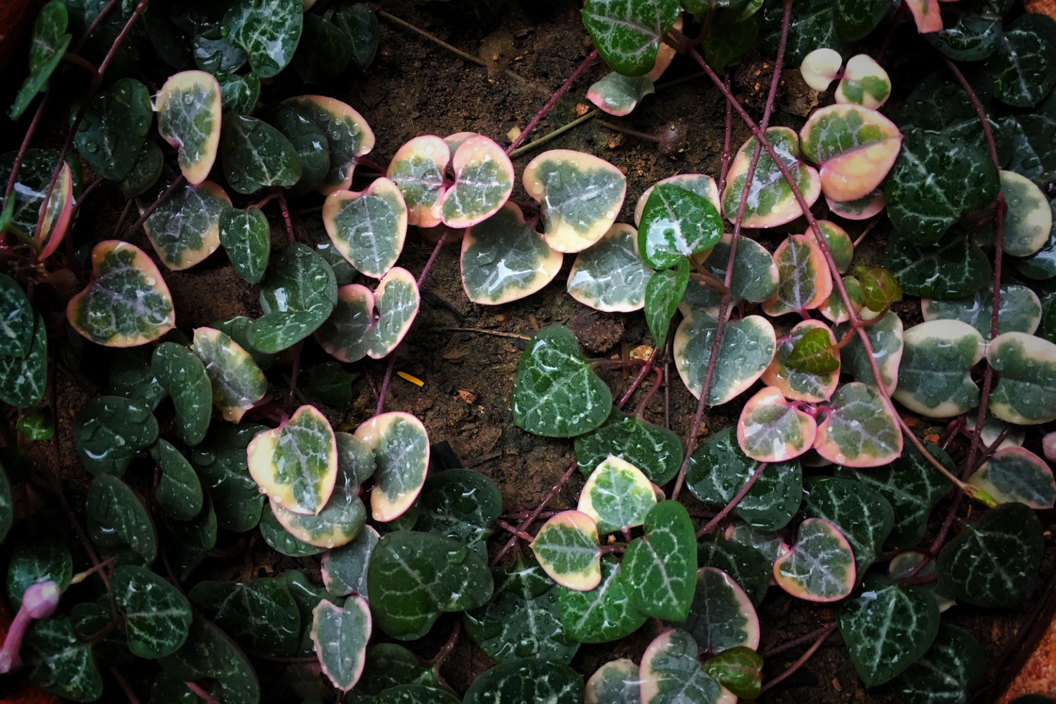 Step By Step Guide To Repotting String Of Hearts
