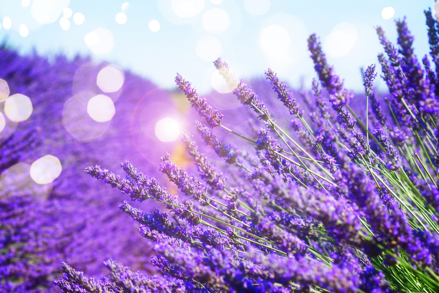 7 Signs Of Overwatered Lavender And What To Do About It