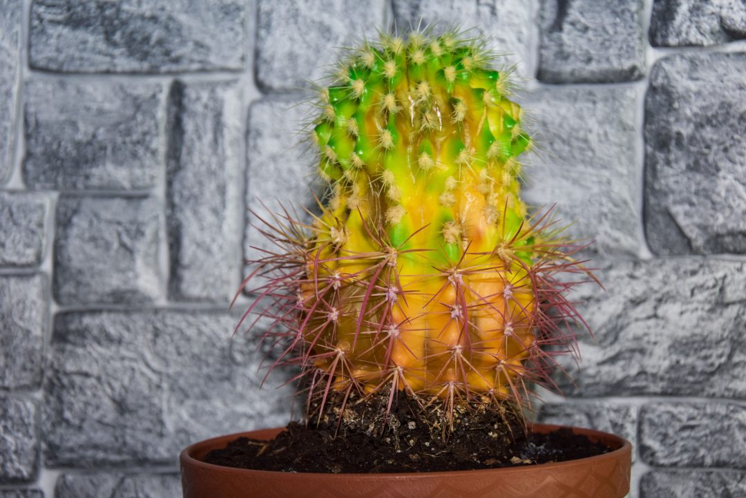 Why Is Your Cactus Turning Black? 7 Reasons & Solutions