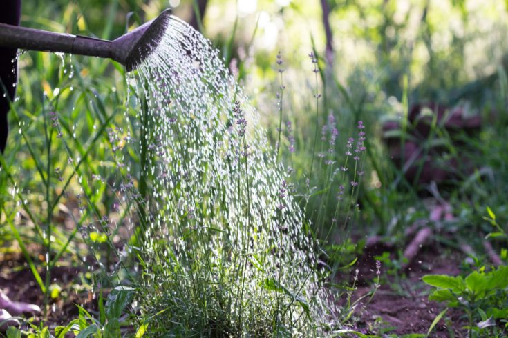 7 Signs Of Overwatered Lavender And What To Do About It