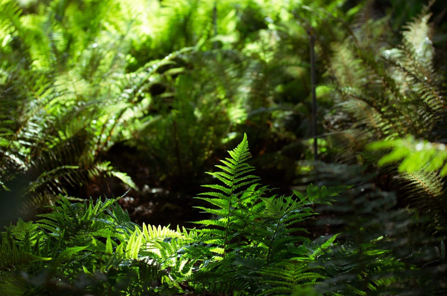 Amazing Evergreen Ferns To Add To Your Garden