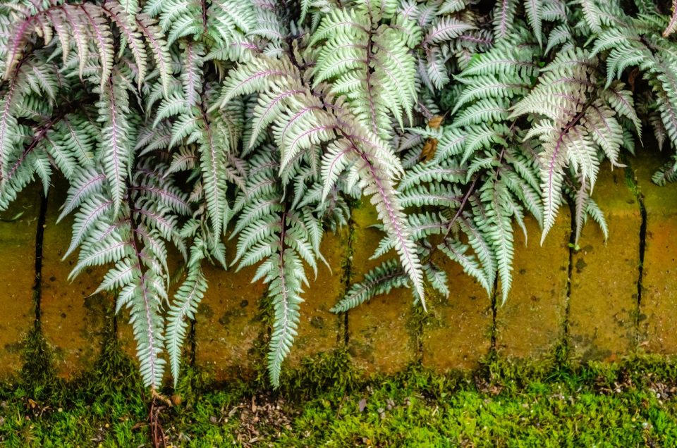 Amazing Evergreen Ferns To Add To Your Garden