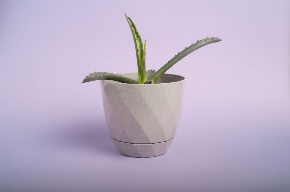 How To Choose The Best Pot For Cactus Plants: All You Need To Know