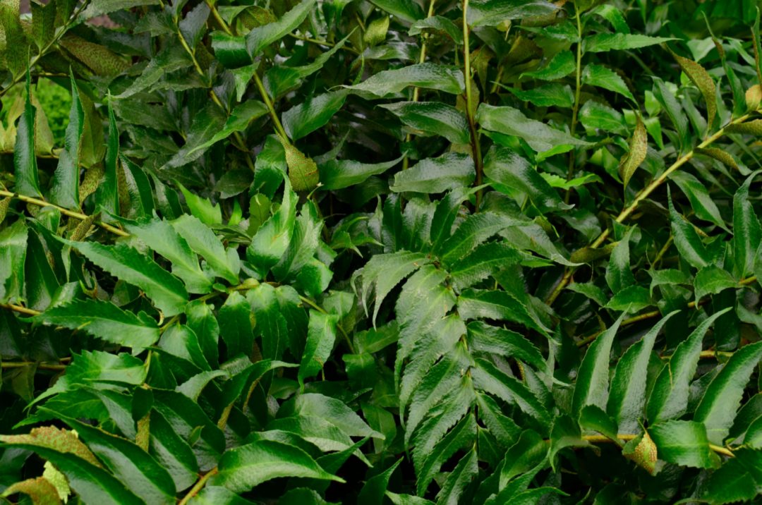 Amazing Evergreen Ferns To Add To Your Garden