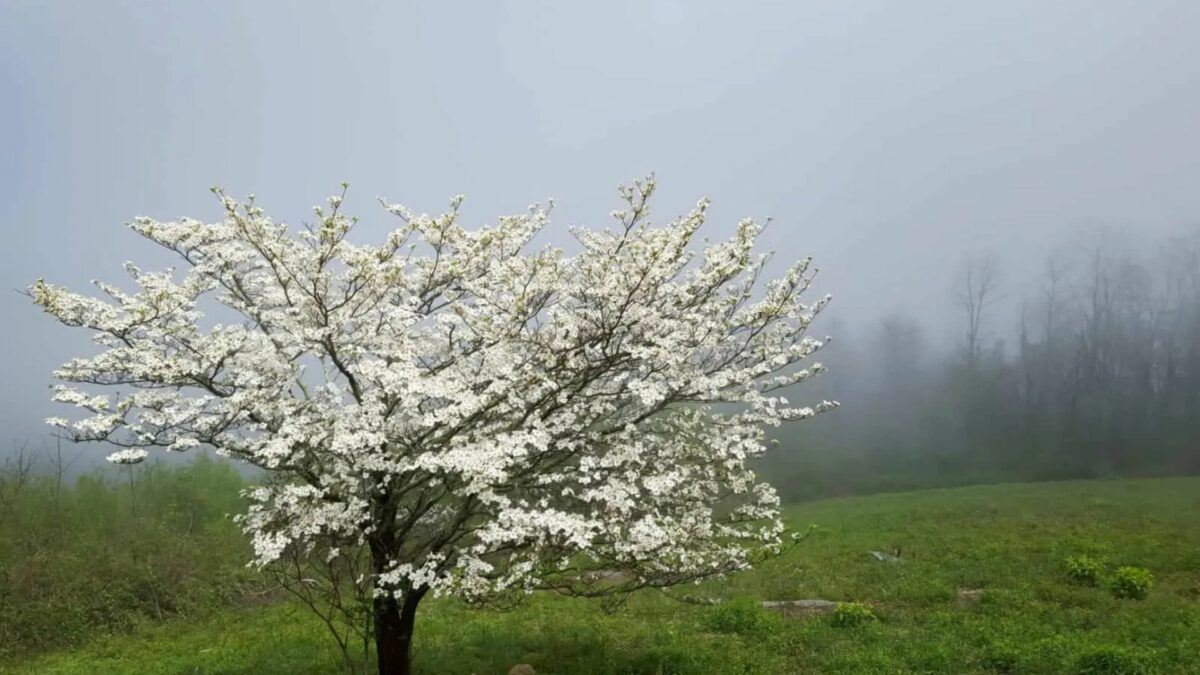 Cherokee Princess Dogwood: Everything You Need To Know