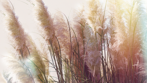 How To Grow And Care For Fall Blooming Reed Grass