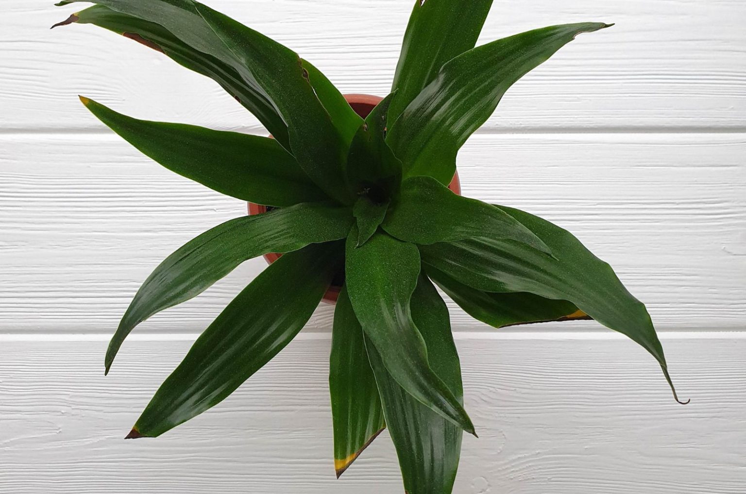 Janet Craig Compacta: Features, Care Guide & Common Issues