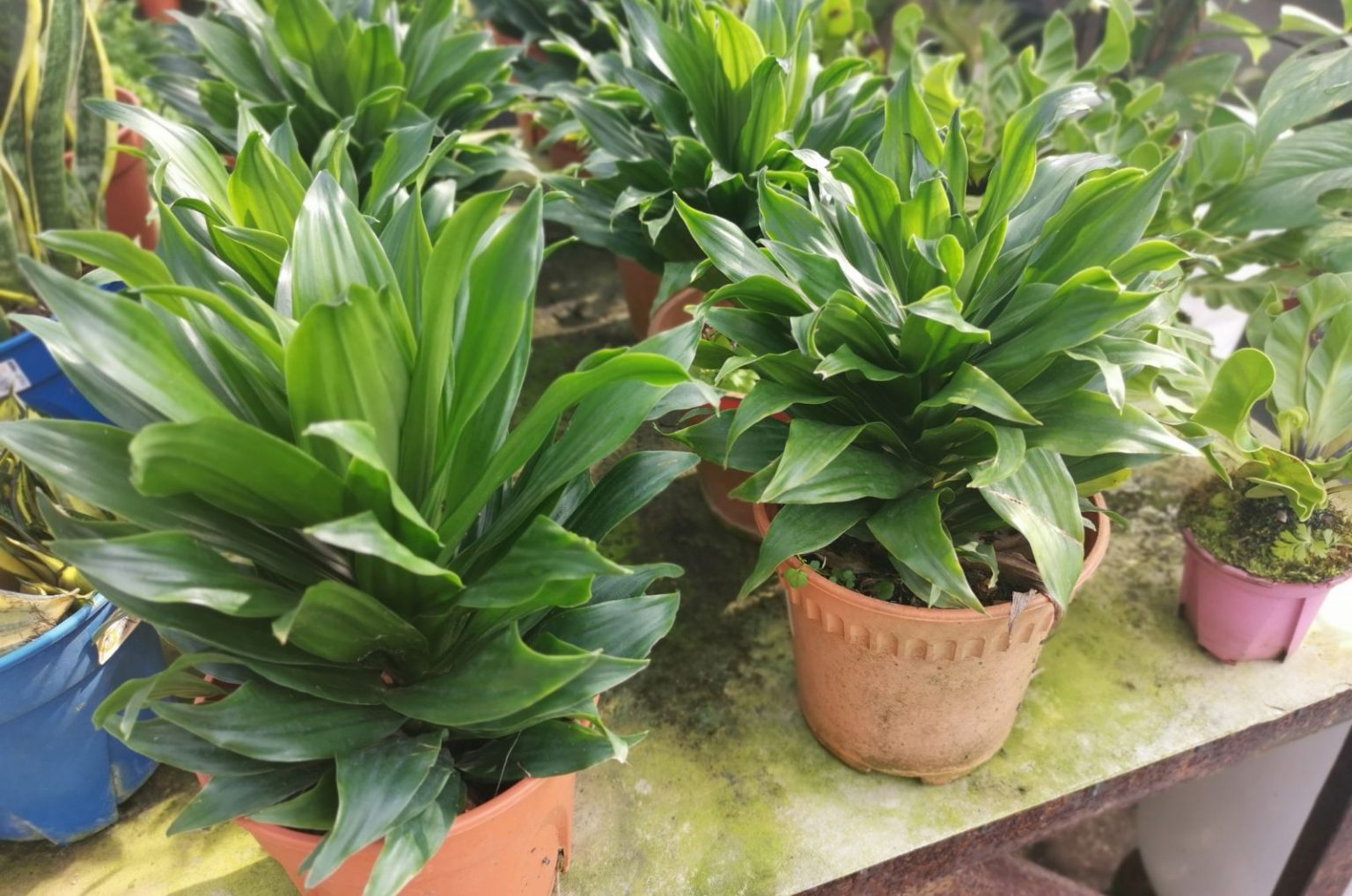 Janet Craig Compacta: Features, Care Guide & Common Issues