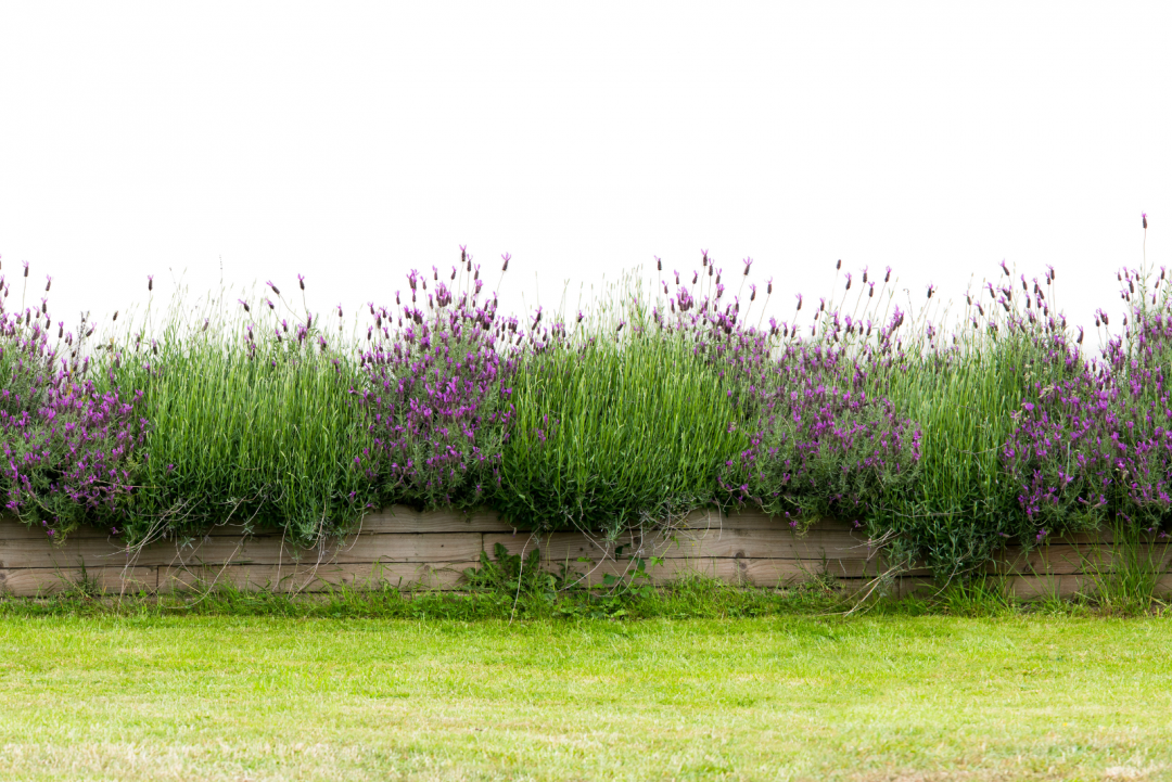 How To Make A Lavender Hedge: Helpful Tips And Benefits