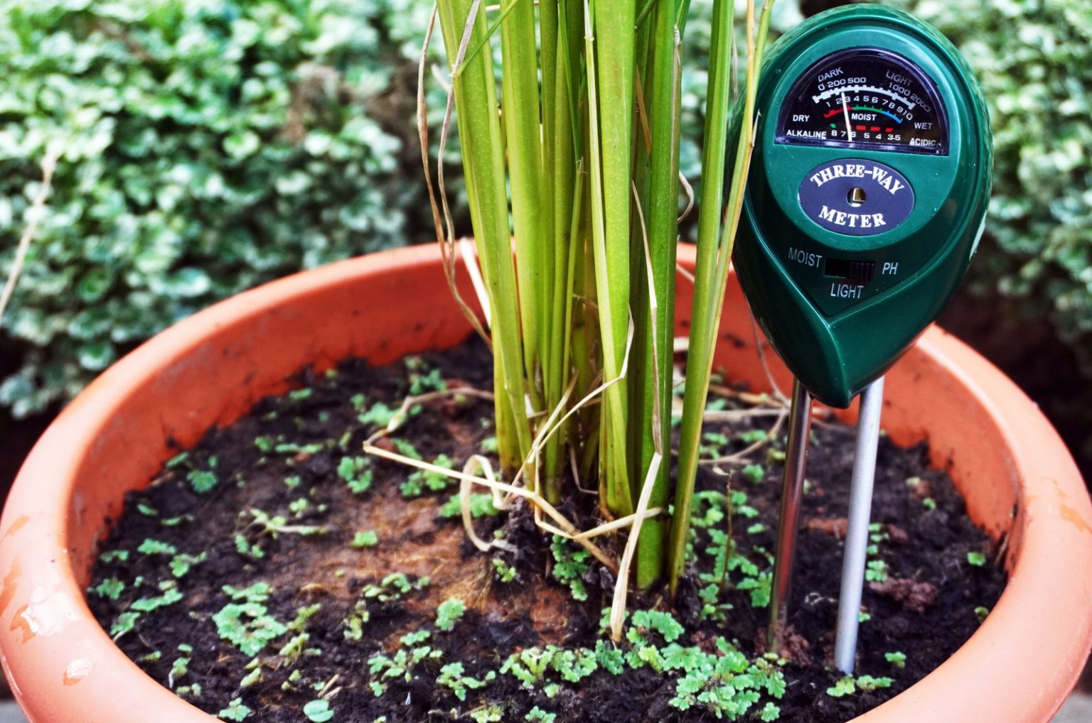 A List Of Houseplant Tools Every Gardener Needs
