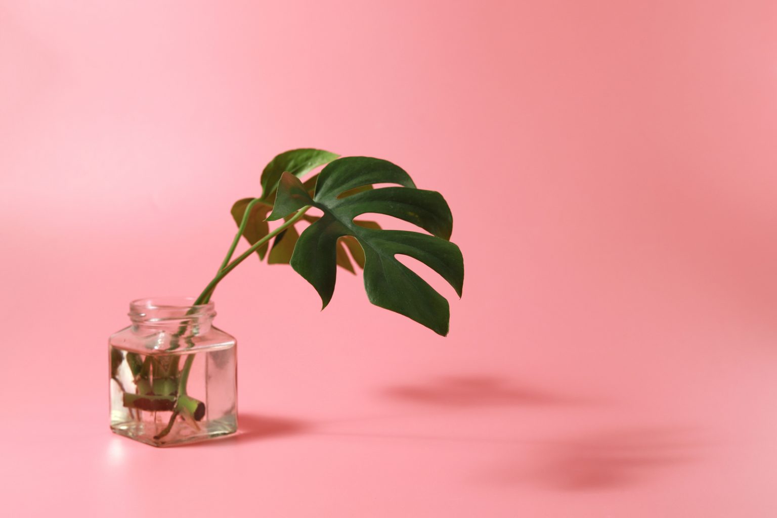 How And When To Propagate Monstera In Water: Pro Tips