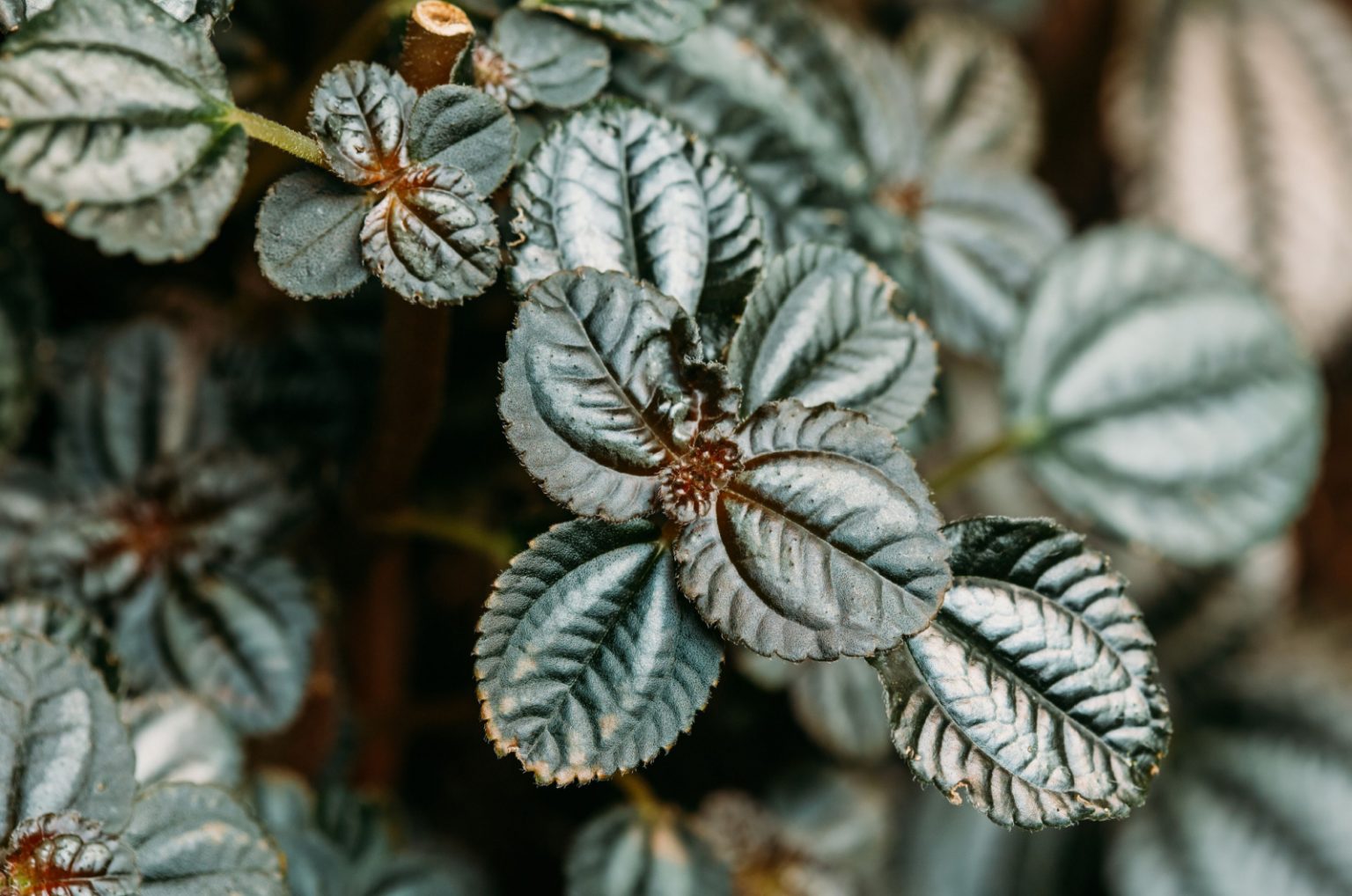 15 Pilea Types And Tips For Growing Them