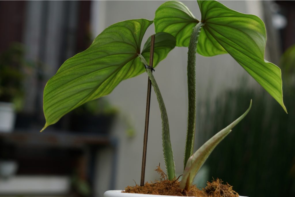 Monstera Roots: Different Types And Info On Aerial Roots