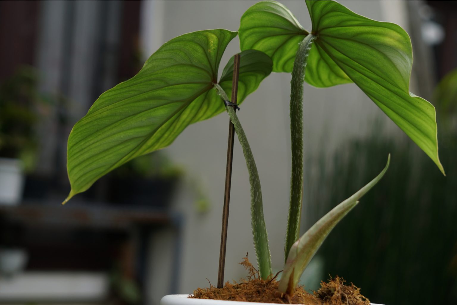 Monstera Roots: Different Types And Info On Aerial Roots