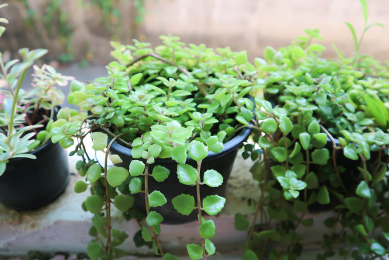 Pilea Depressa: Features, Care, And Common Issues