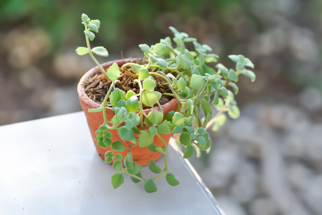 Pilea Depressa: Features, Care, And Common Issues