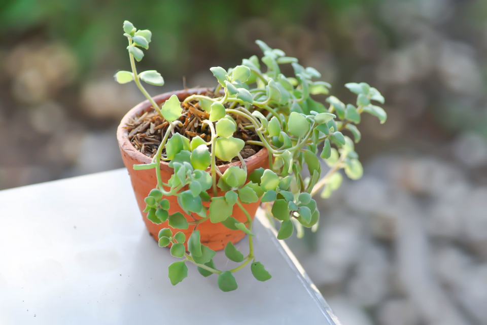 Pilea Depressa: Features, Care, And Common Issues
