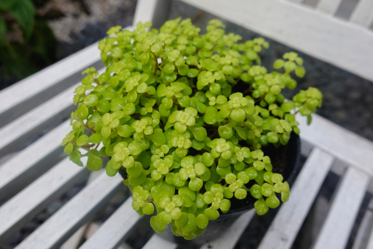 Pilea Depressa: Features, Care, And Common Issues