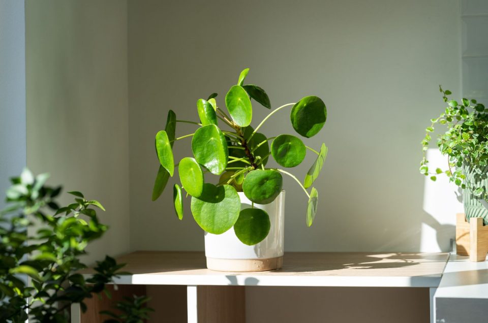 15 Pilea Types And Tips For Growing Them