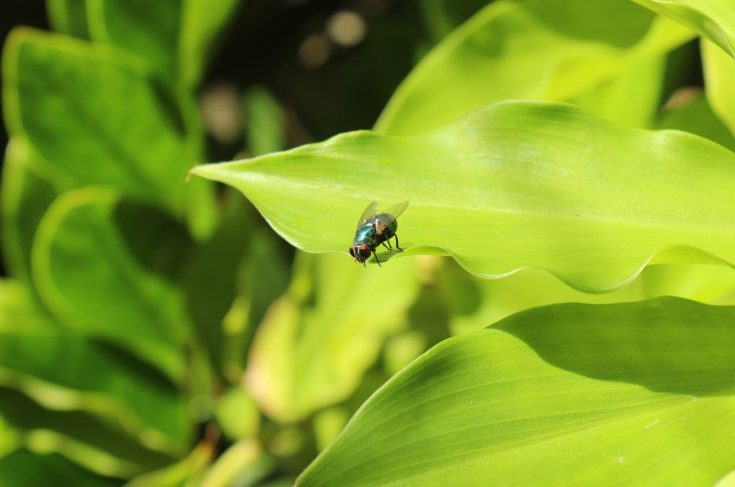 How To Get Rid Of Plant Flies: 8 Effective Methods