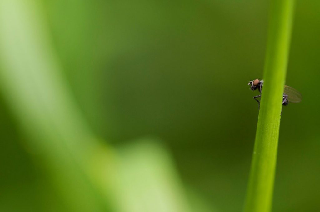 How To Get Rid Of Plant Flies: 8 Effective Methods