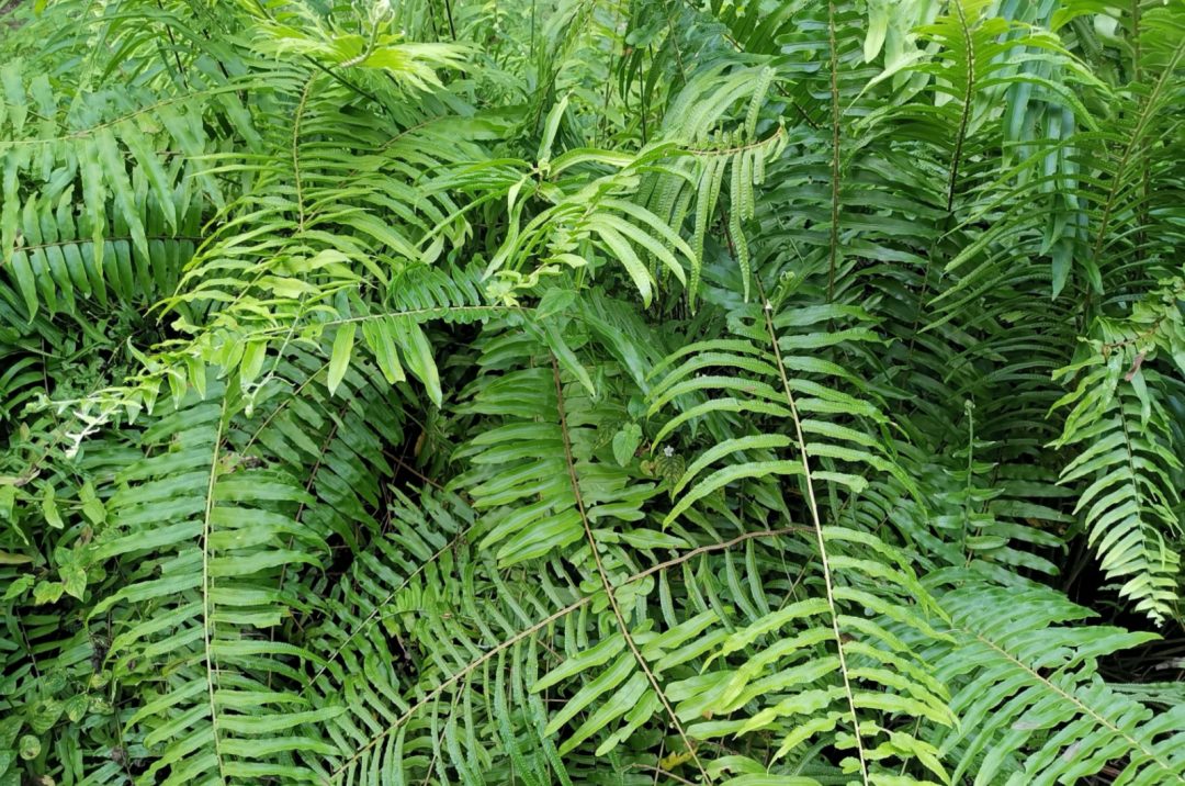 Amazing Evergreen Ferns To Add To Your Garden