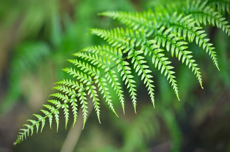 Amazing Evergreen Ferns To Add To Your Garden