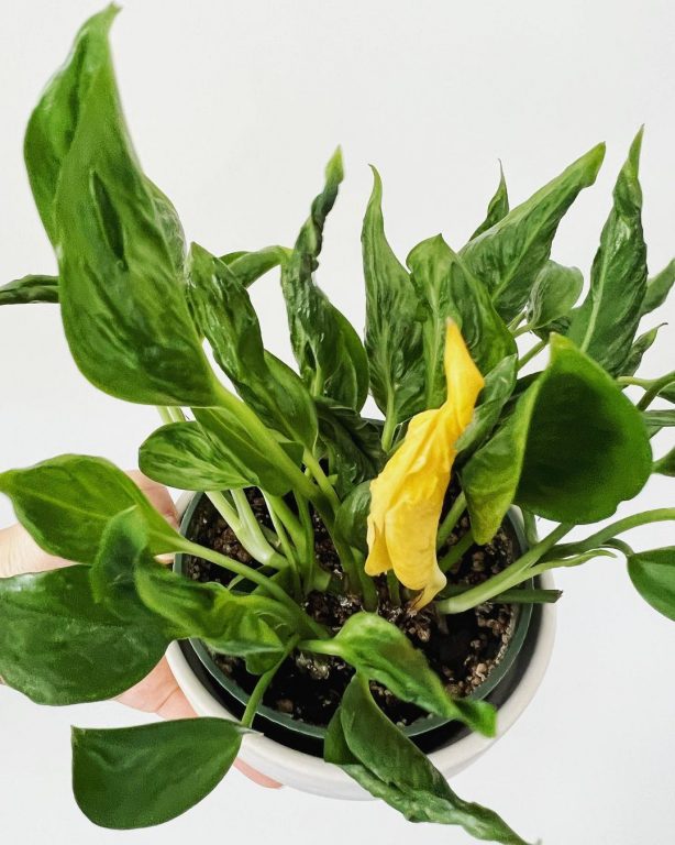 Shangri La Pothos: Everything You Need To Know