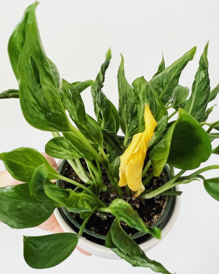 Shangri La Pothos: Everything You Need To Know