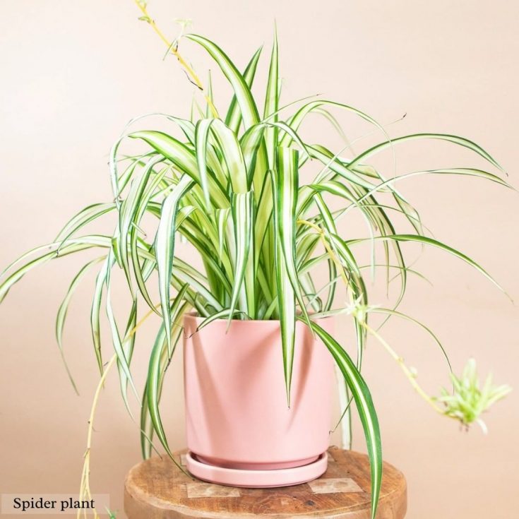 Different Types Of Spider Plants & How To Grow Them