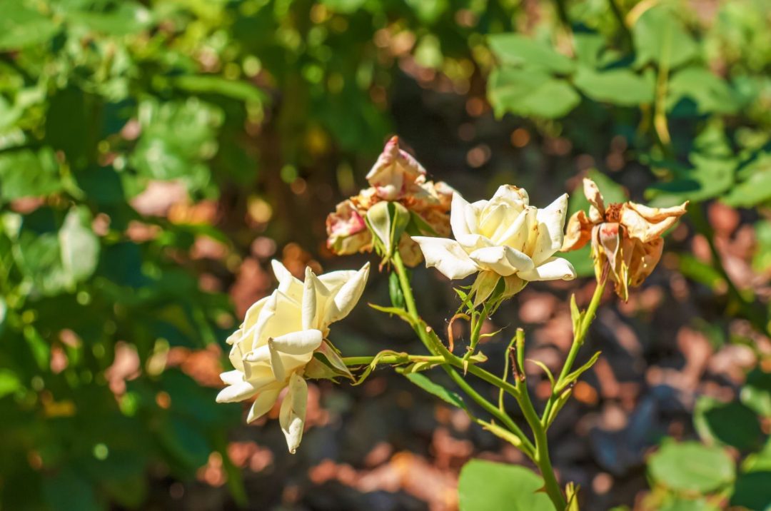 Wilted Rose: 9 Main Causes And Helpful Solutions